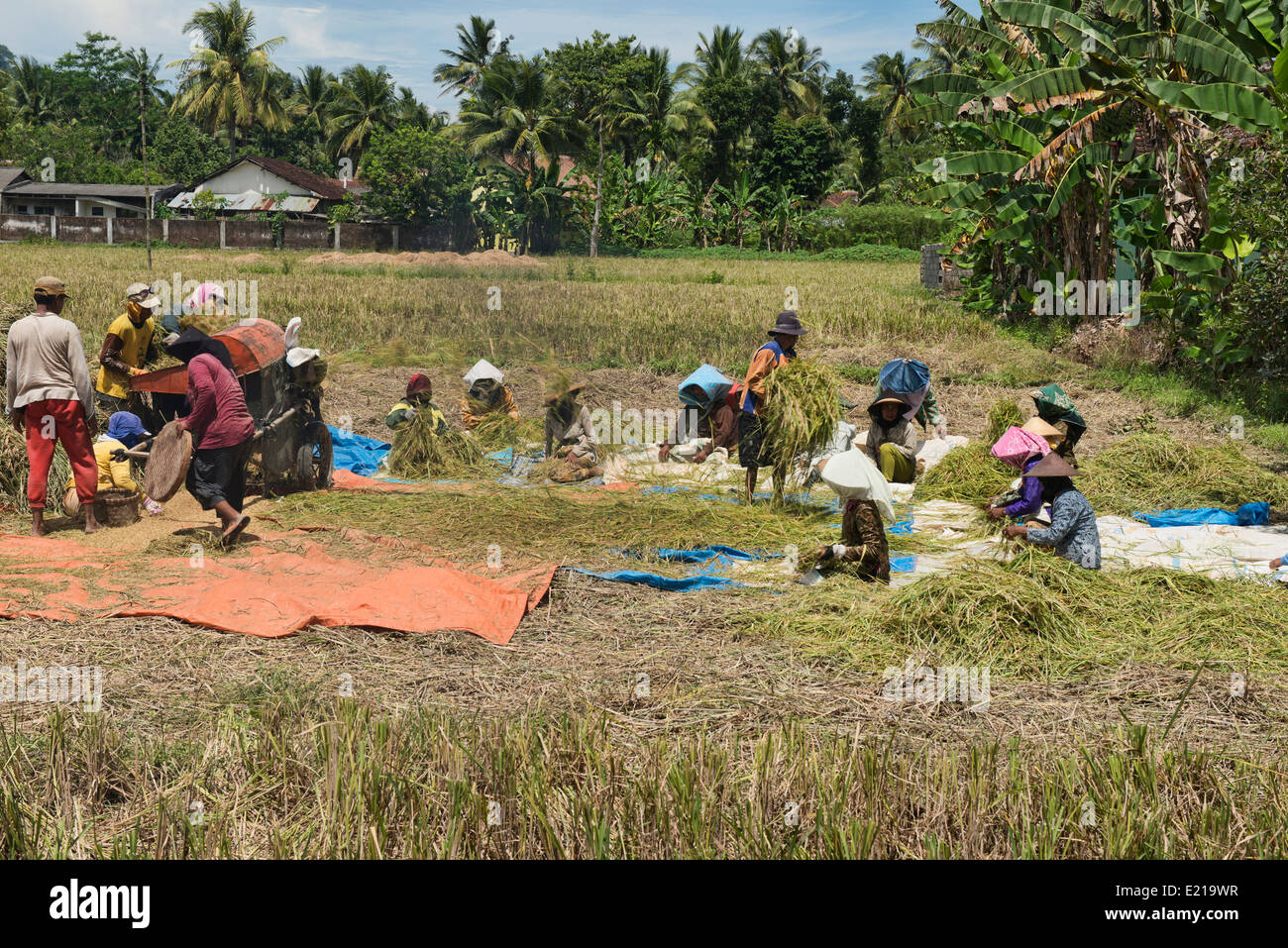 rice farmers in East Java, Indonesia Stock Photo - Alamy