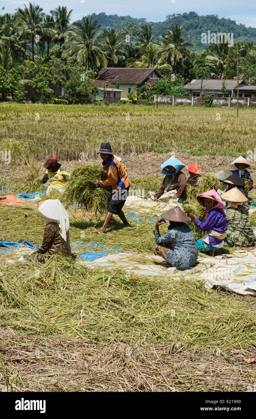 rice farmers in East Java, Indonesia Stock Photo - Alamy