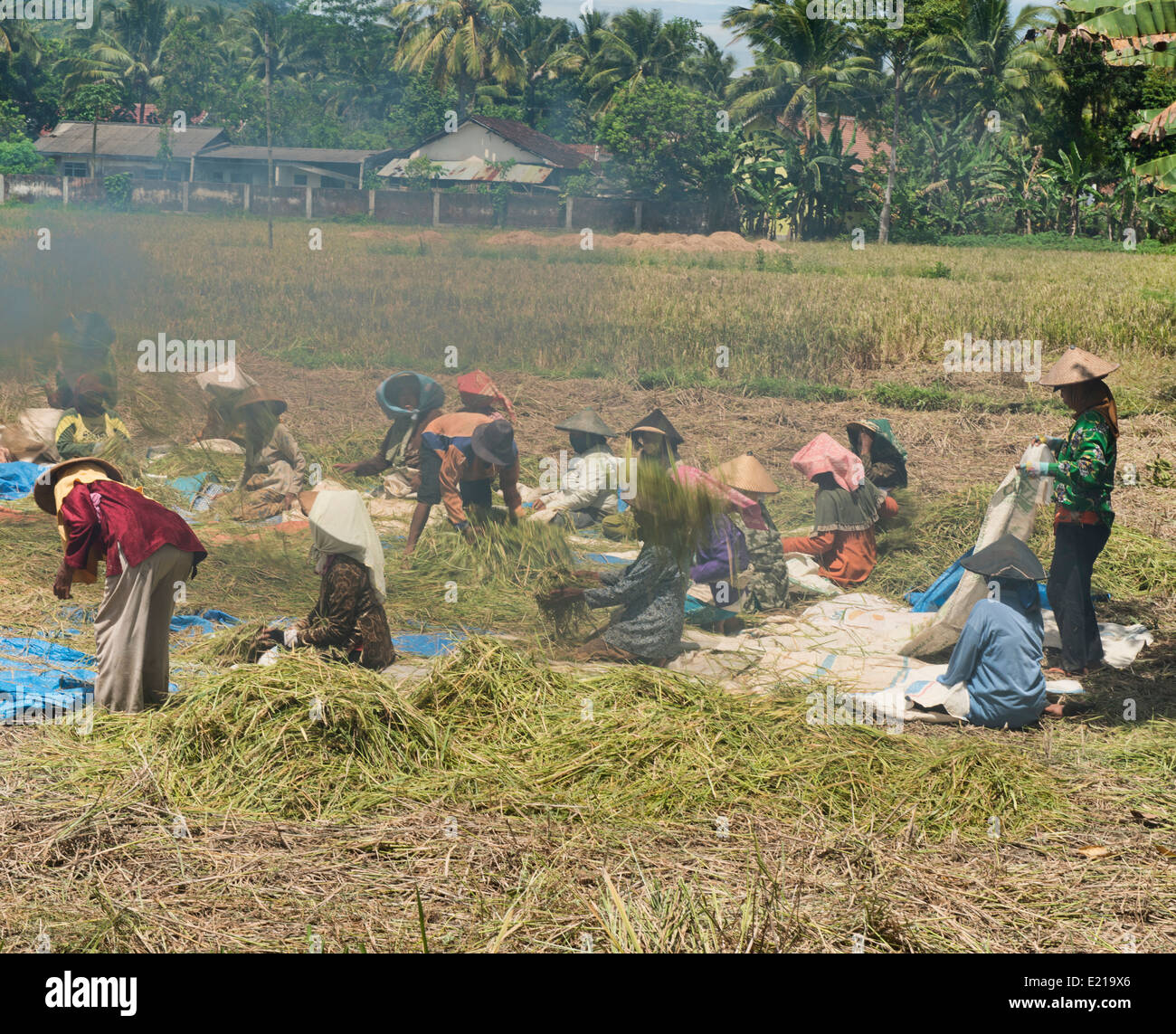rice farmers in East Java, Indonesia Stock Photo - Alamy