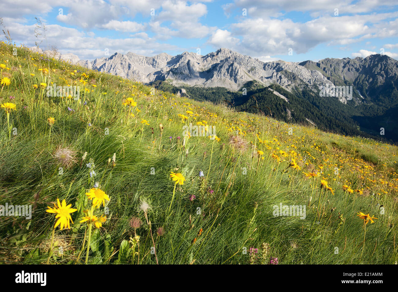alpine meadows in the springtime Stock Photo - Alamy