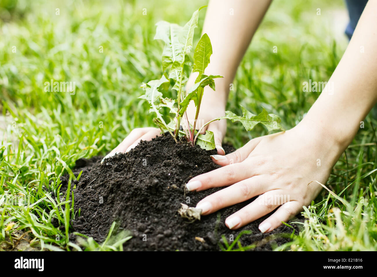 Human hands support small plant to grow up Stock Photo - Alamy