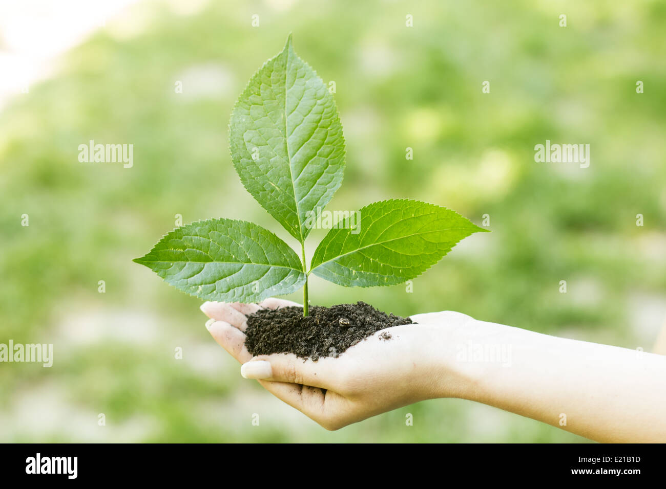Human hands holding and support small plant to grow up Stock Photo - Alamy