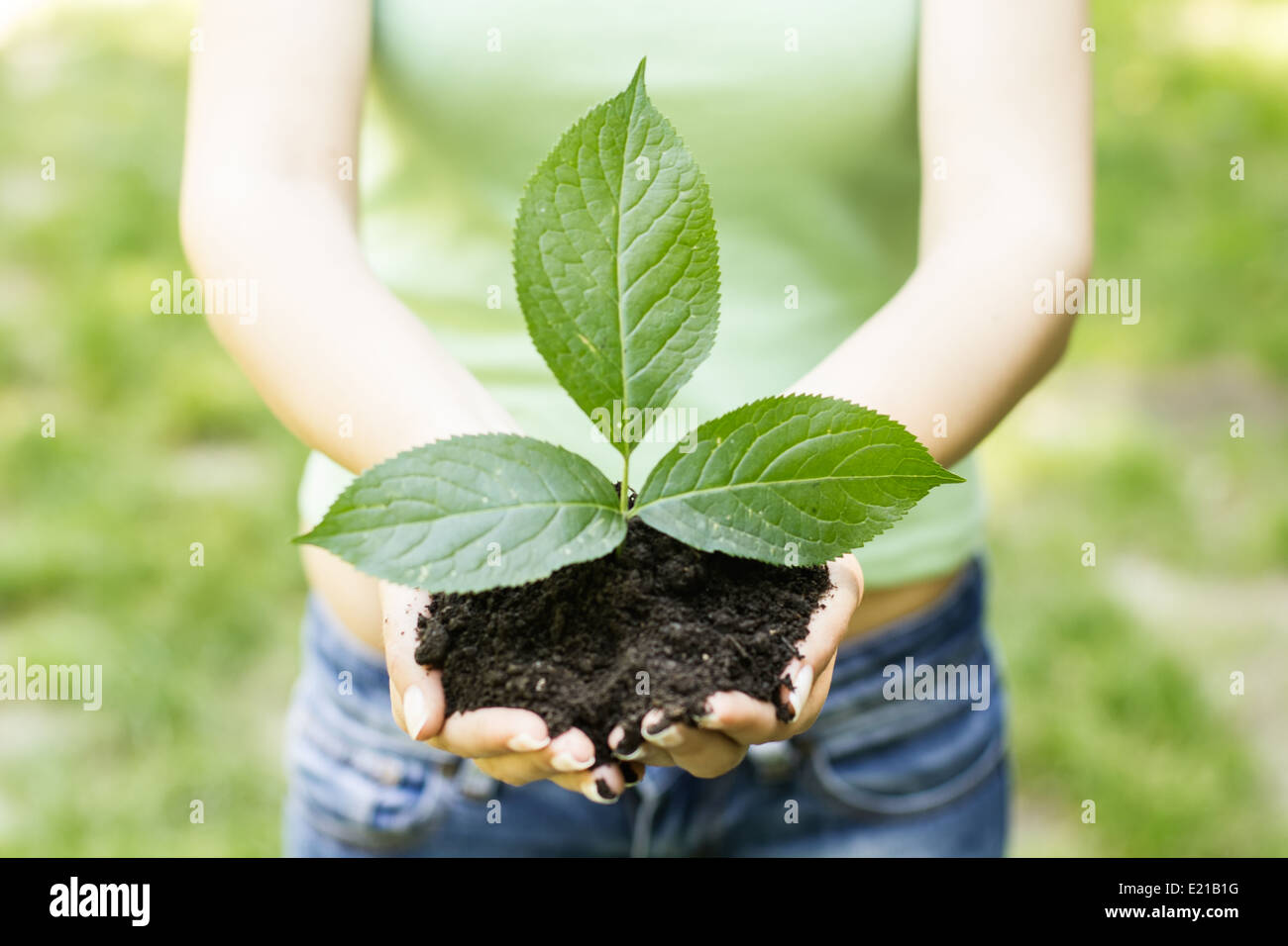 Human hands holding and support small plant to grow up Stock Photo - Alamy