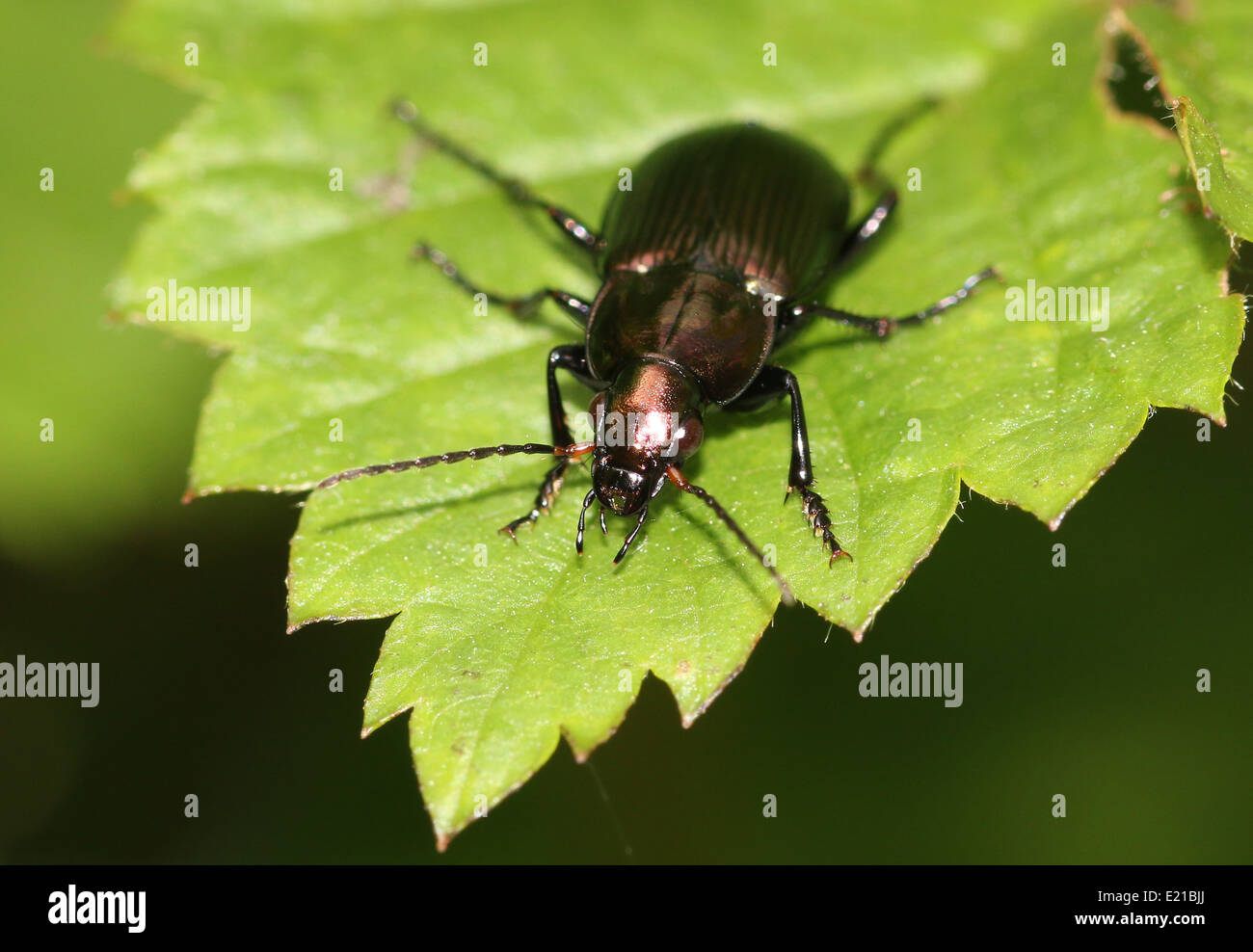 Poecilus cupreus, a lareg copper-coloured Ground beetle posing on a ...