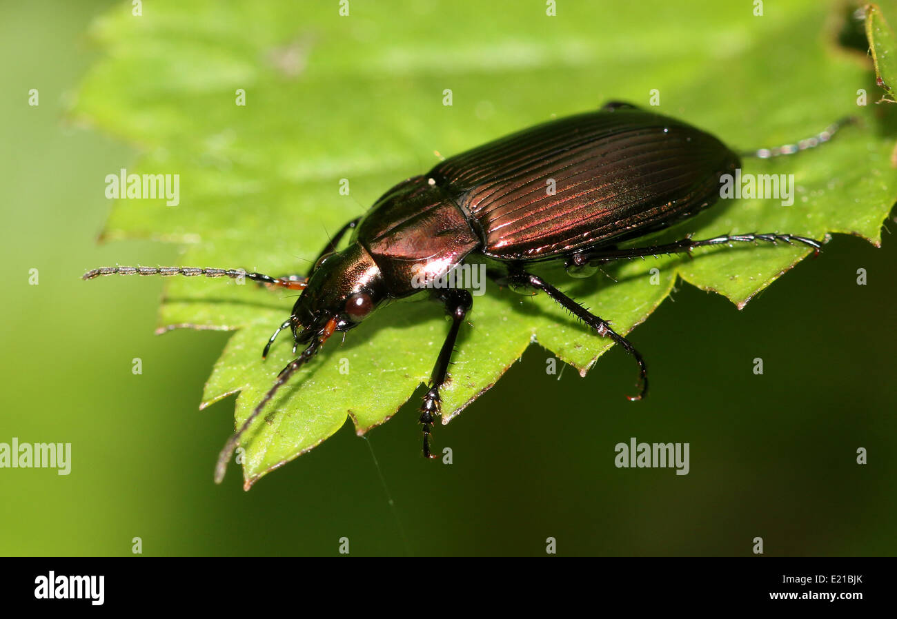 Copper ground beetle hi-res stock photography and images - Alamy