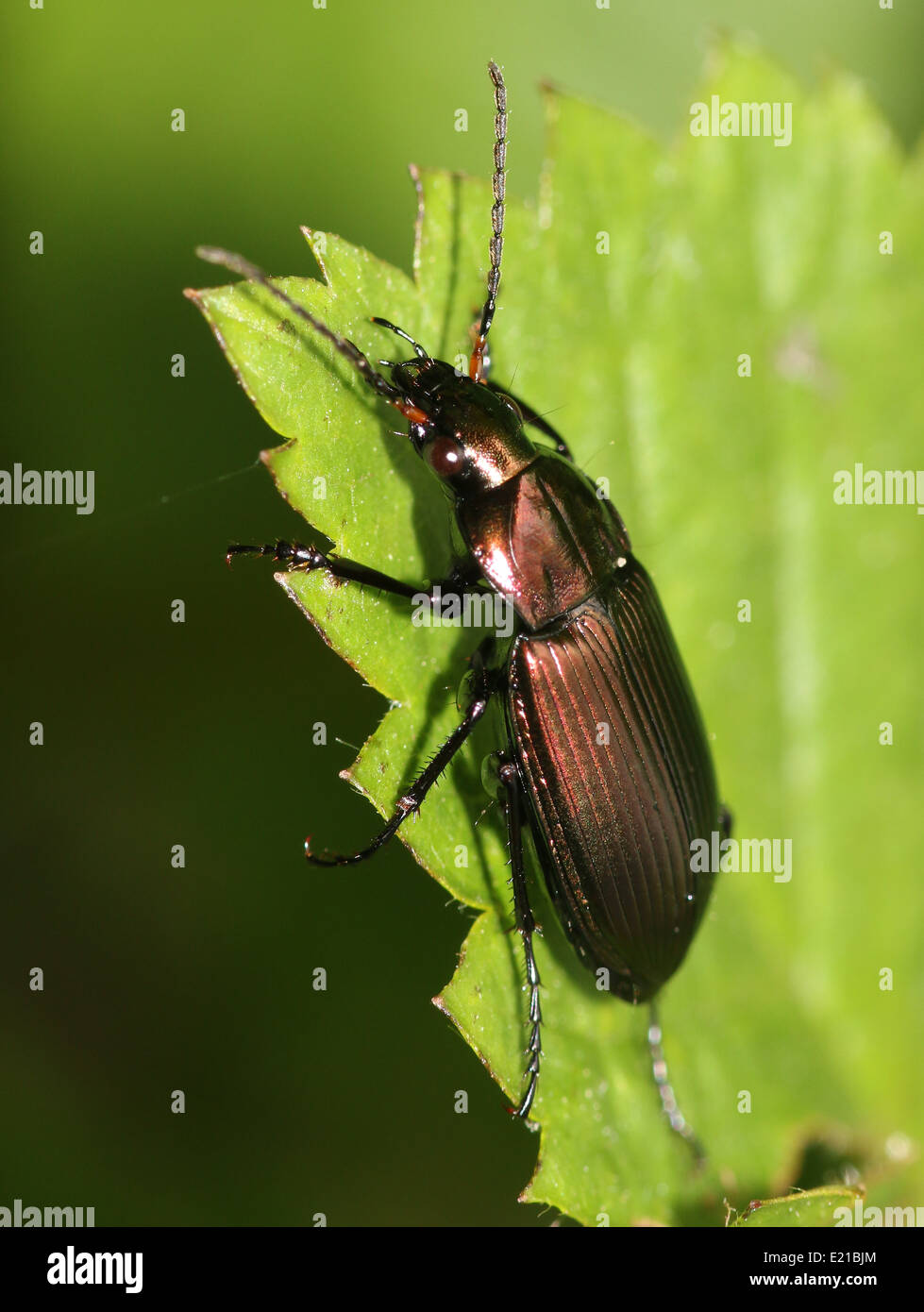 Copper ground beetle hi-res stock photography and images - Alamy