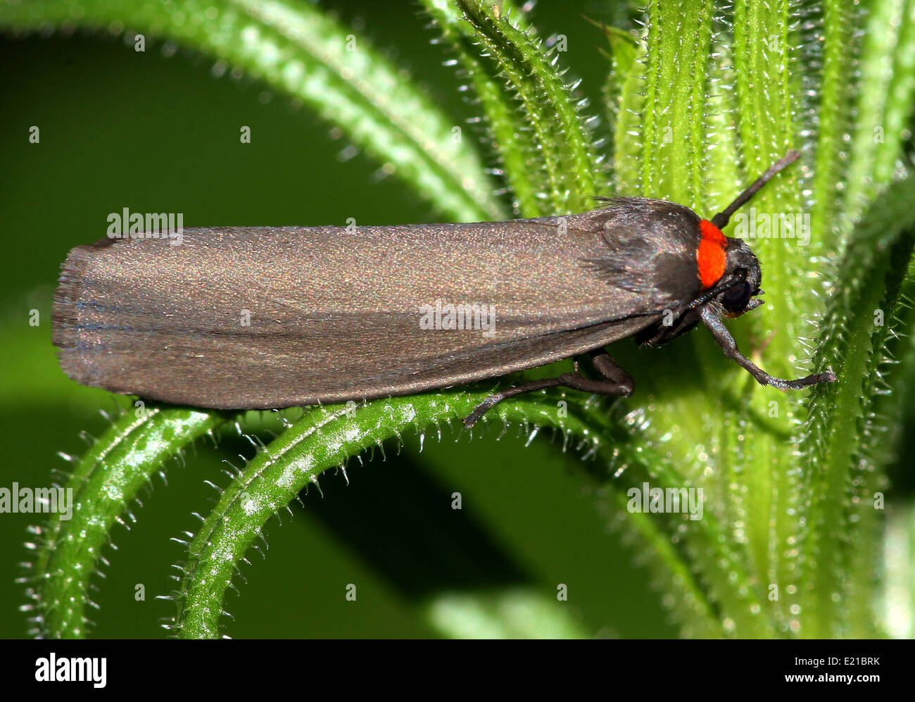 Footman Moth High Resolution Stock Photography and Images - Alamy