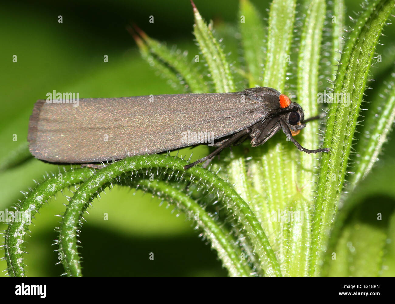 Red-necked Footman moth (Atolmis rubricollis Stock Photo - Alamy