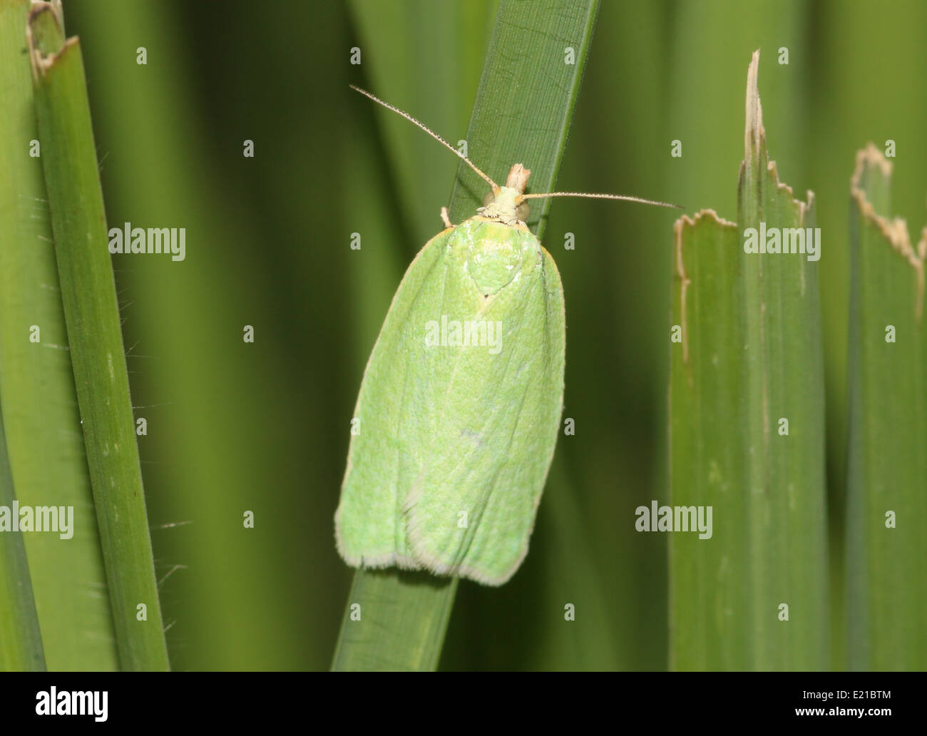 Green Oak Tortrix (Tortrix viridana) a.k.a. European oak leafroller or ...