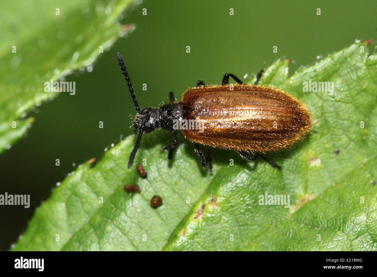 A hairy Brown Darkling Beetle (Lagria hirta, Lagria atripes), family ...