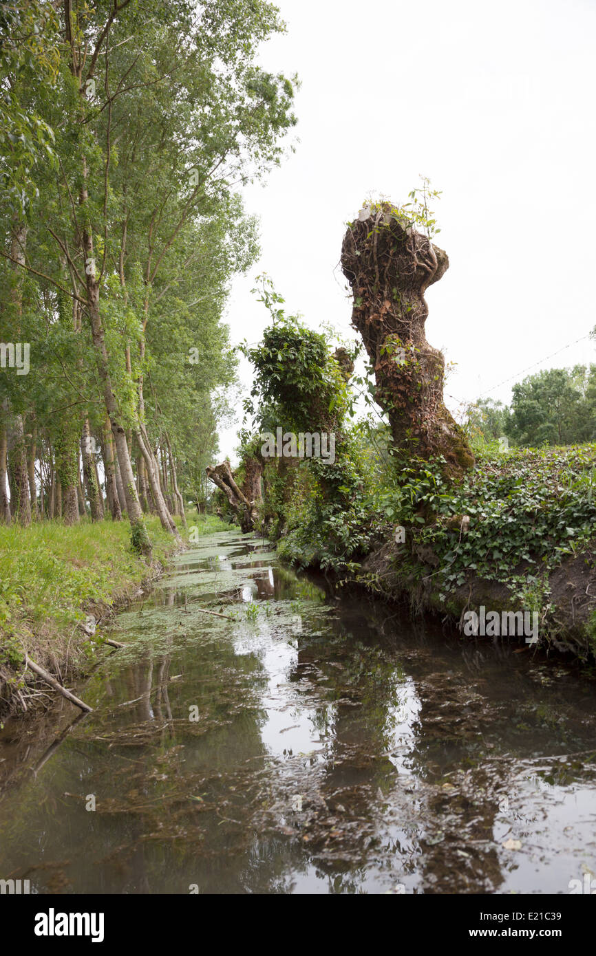 In the Marais Poitevin, a row of pollarded ash trees along a small ...