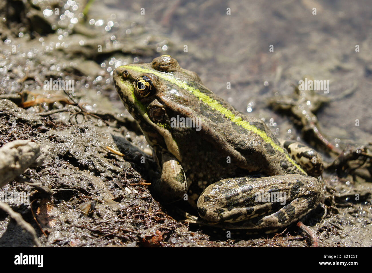 frog with a bright color under the hot sun at a bog Stock Photo - Alamy