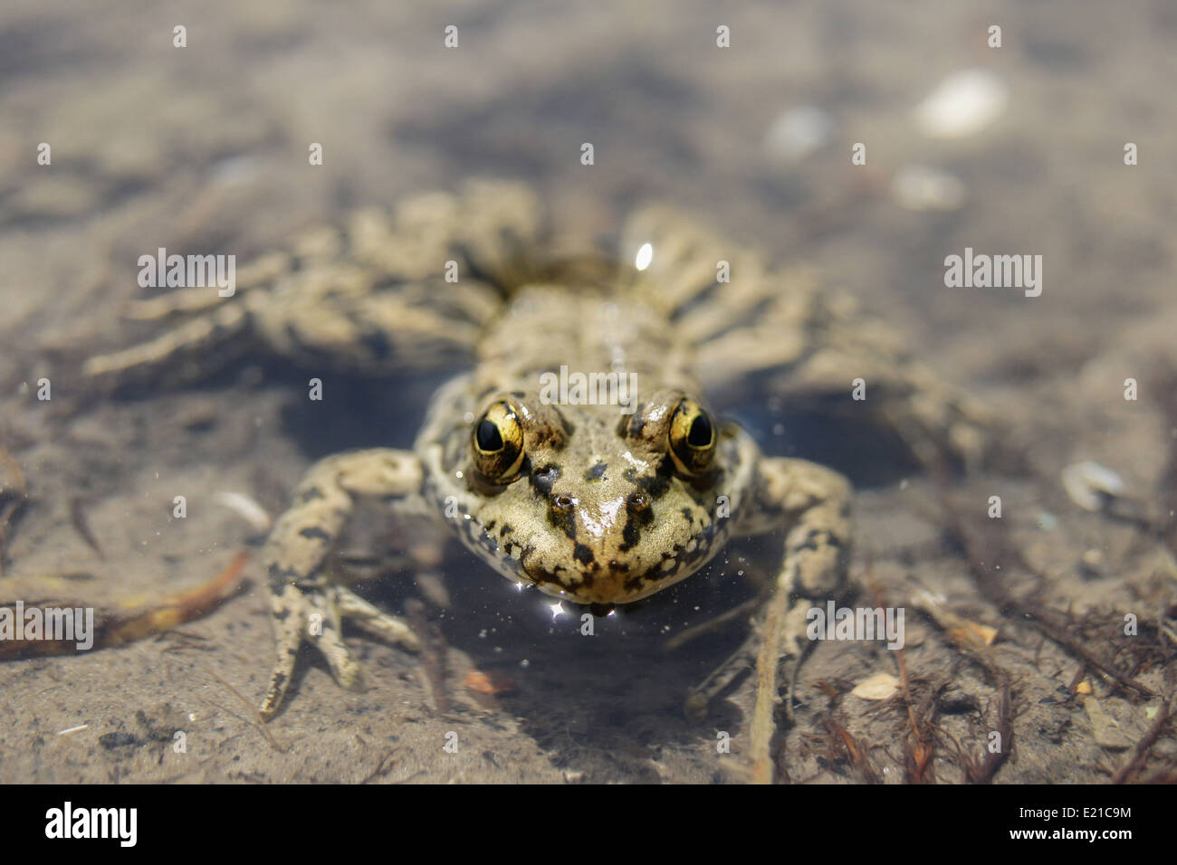 frog with a bright color under the hot sun at a bog Stock Photo - Alamy