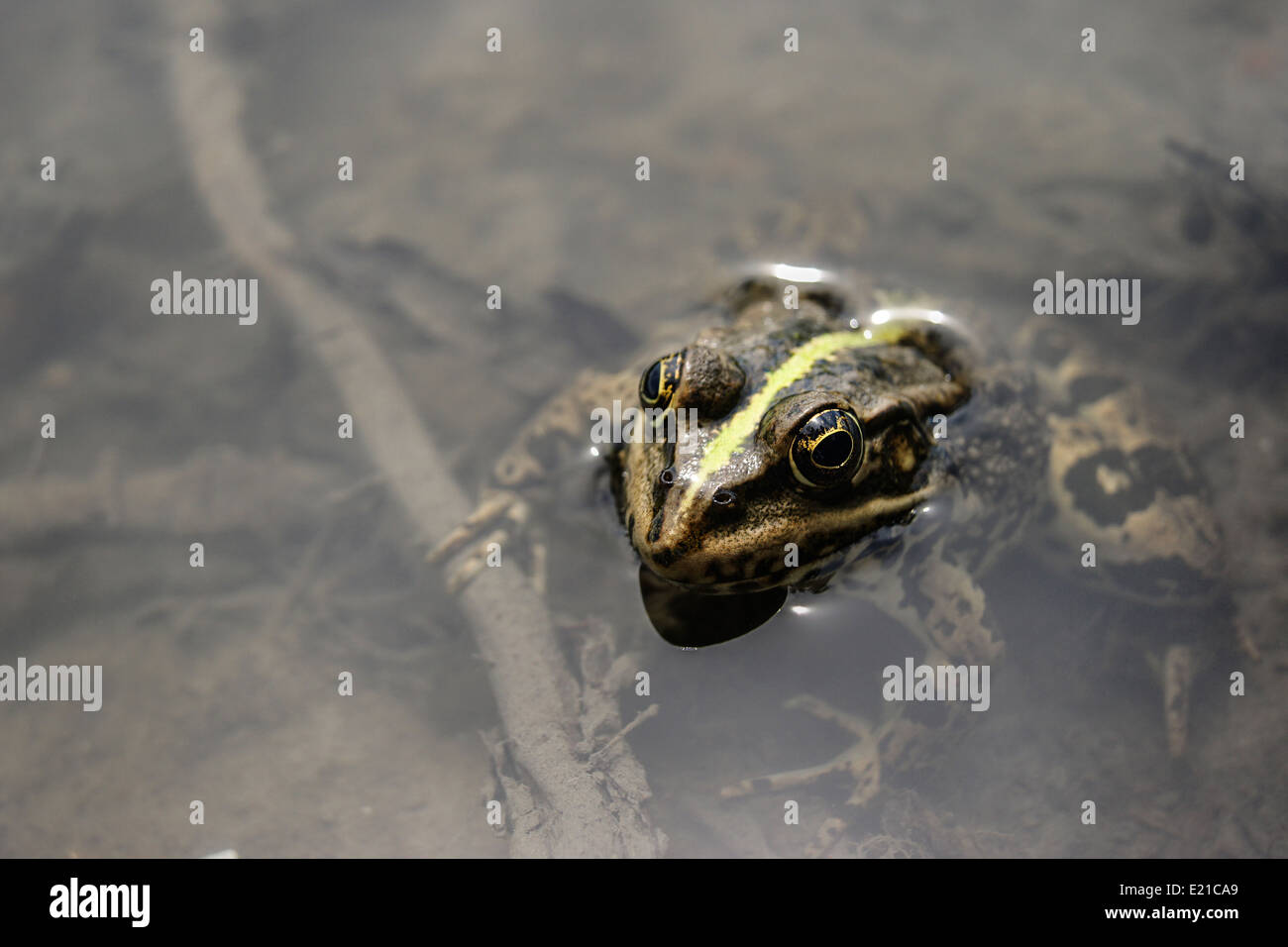 frog with a bright color under the hot sun at a bog Stock Photo - Alamy