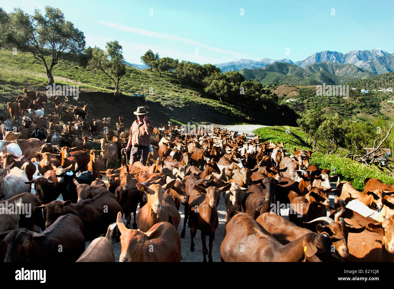 Canillas de Aceituno - Malaga Spanish shepherd herdsman Spain herd ...