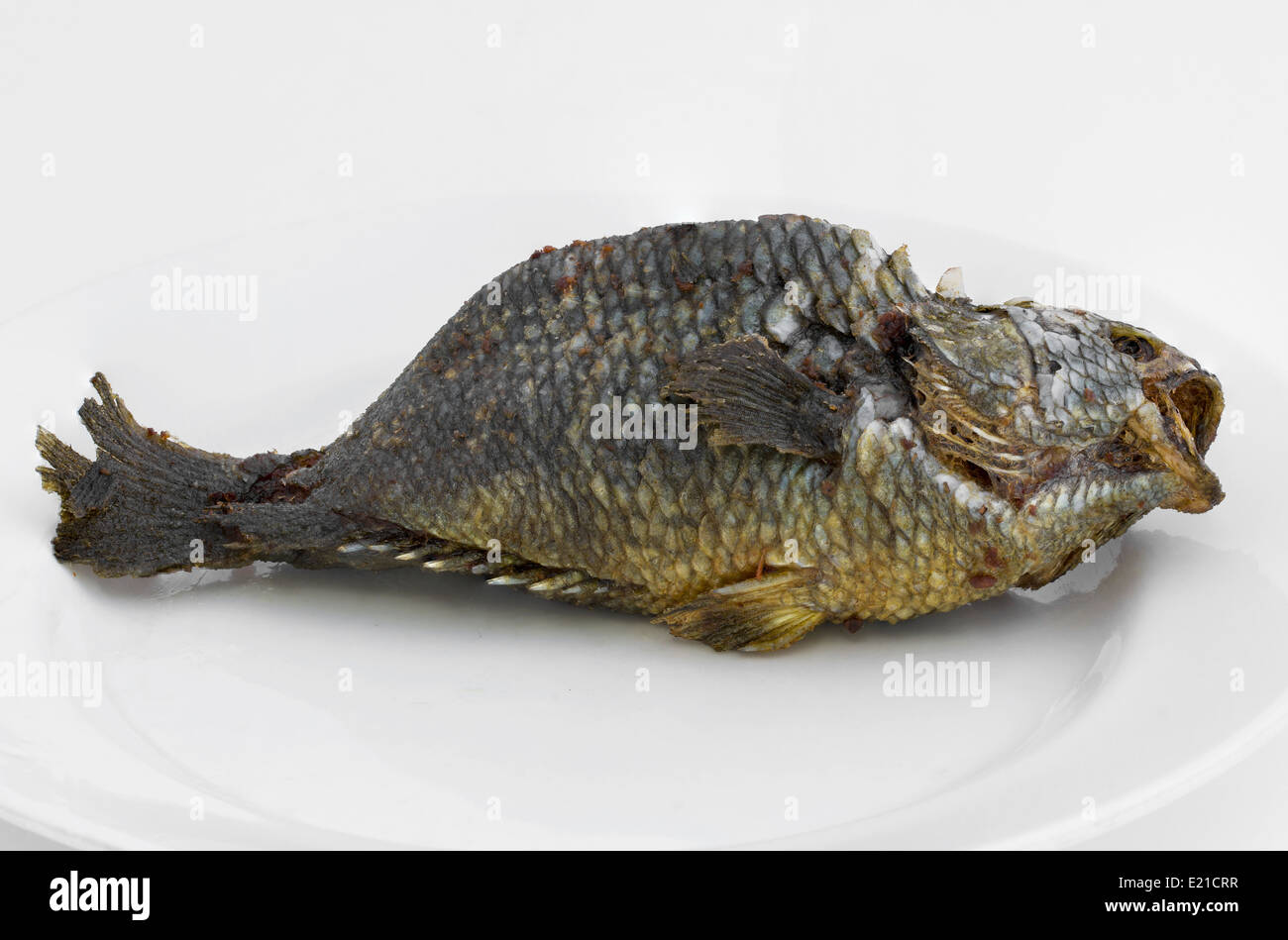 Spotted Climbing Perch