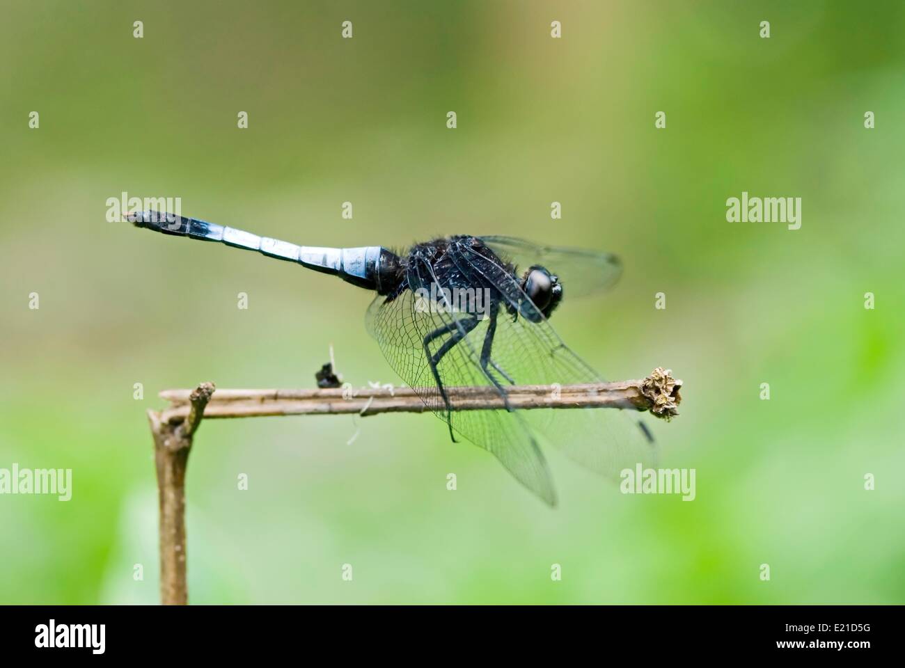 Dragonfly rest hi-res stock photography and images - Alamy