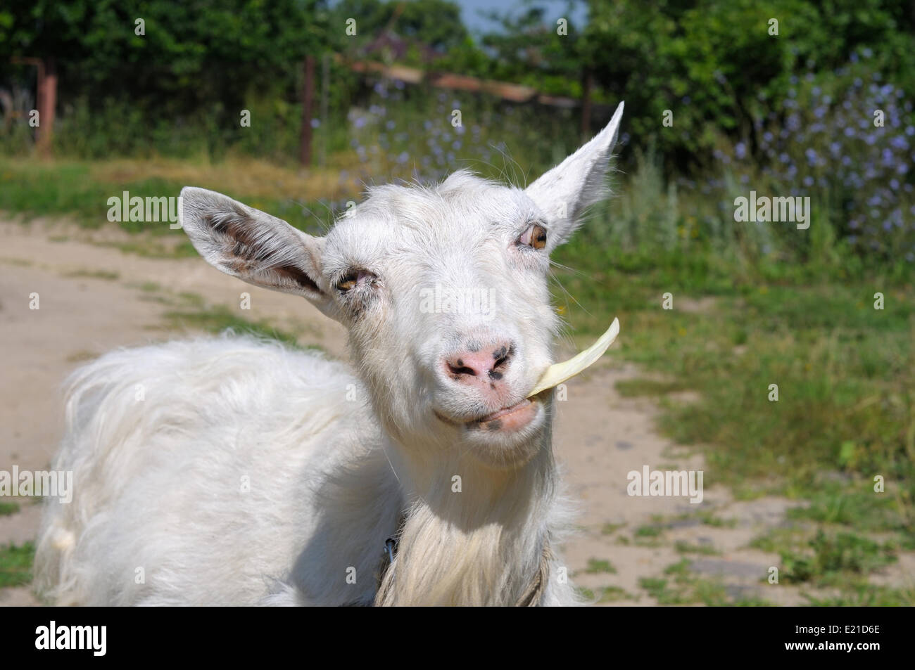 white goat chewing the cabbage Stock Photo - Alamy