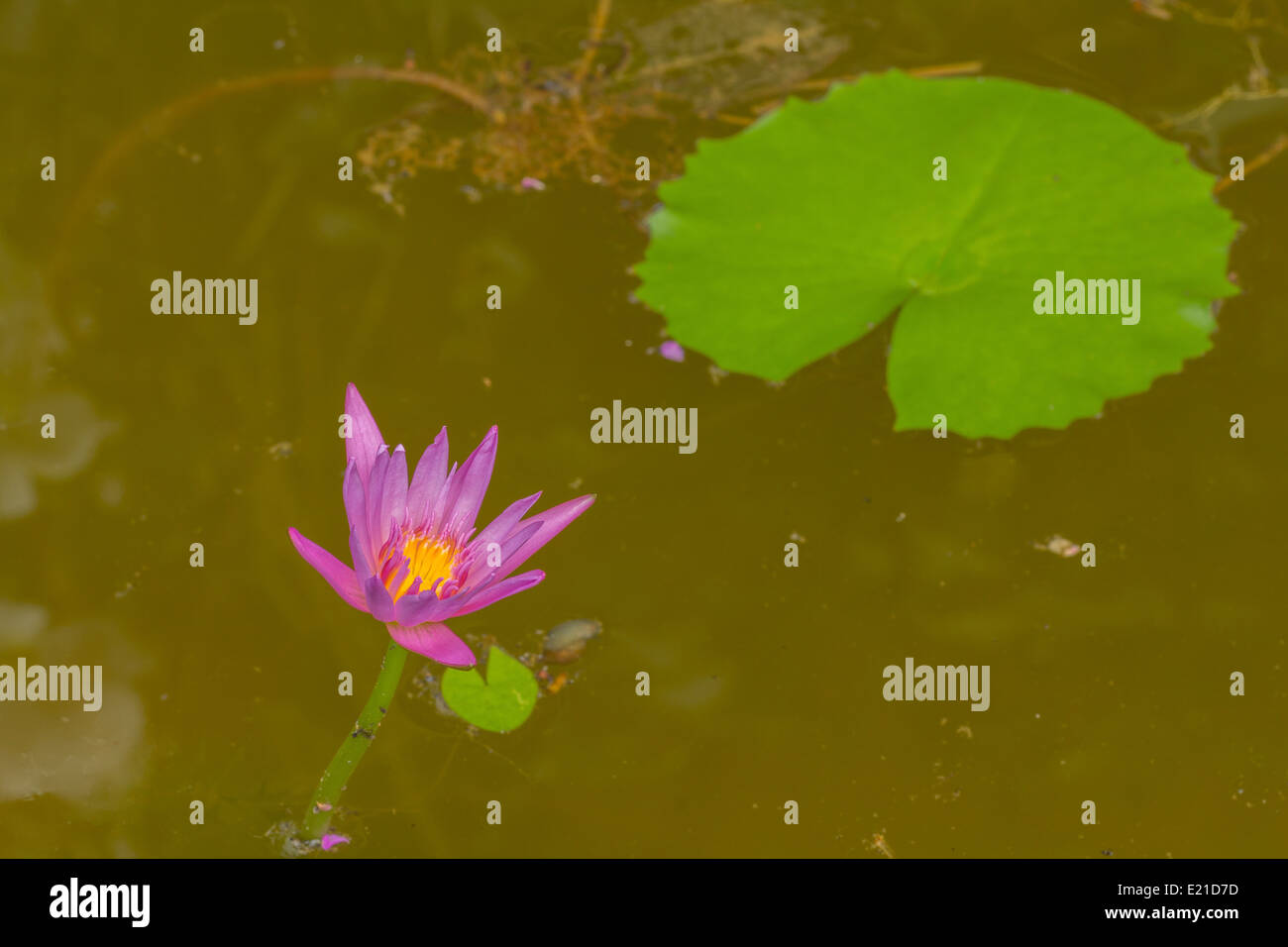 Water garden lotus flower hi-res stock photography and images - Alamy