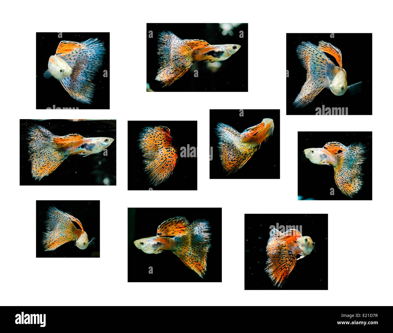 Red fish underwater Cut Out Stock Images & Pictures - Alamy