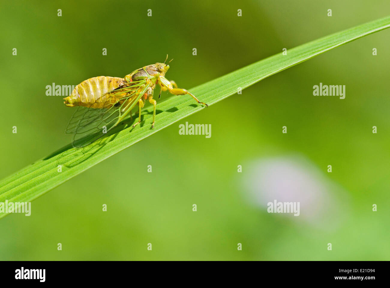 Insect courtship hi-res stock photography and images - Alamy