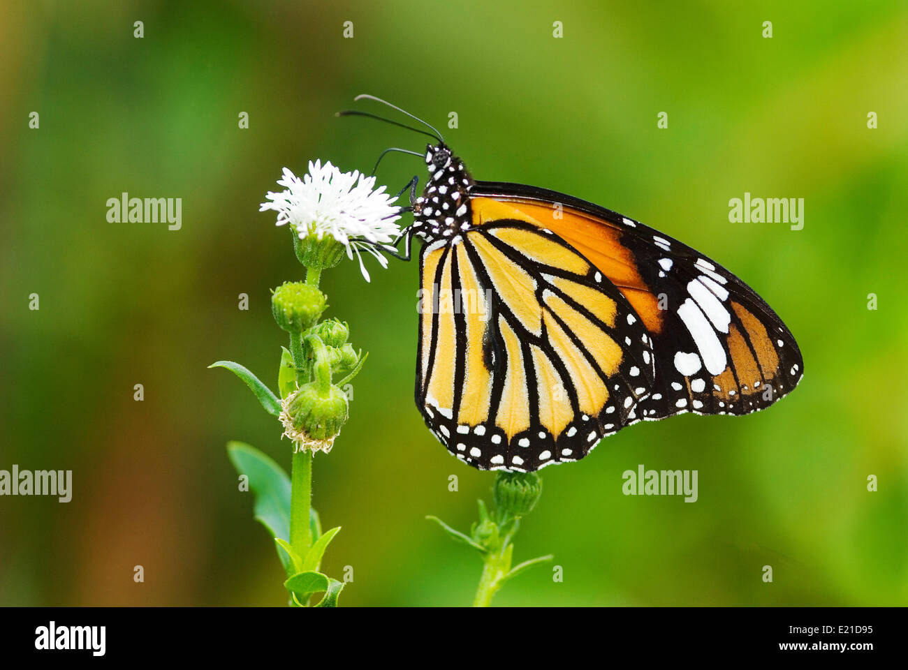 Butterfly (Danaidae), common tiger Stock Photo - Alamy