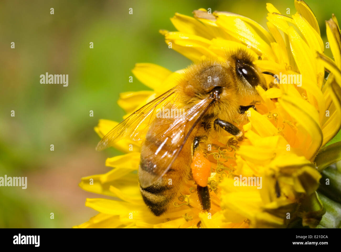 Honey bee working hard on dandelion flower Stock Photo - Alamy