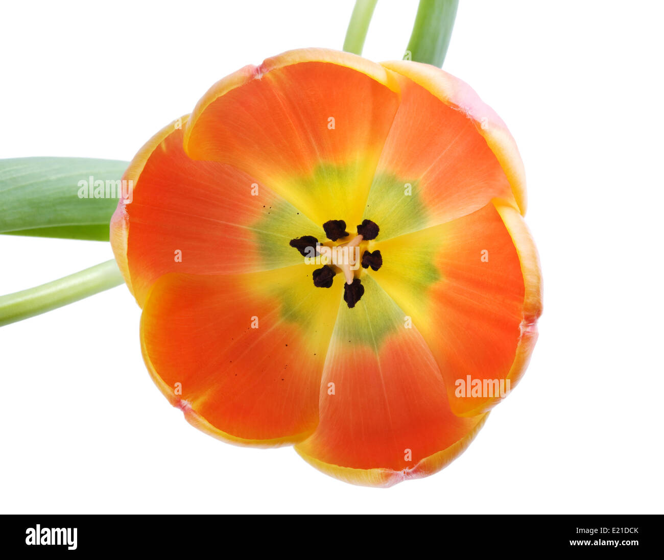 One bright orange tulip Cut Out Stock Images & Pictures - Alamy
