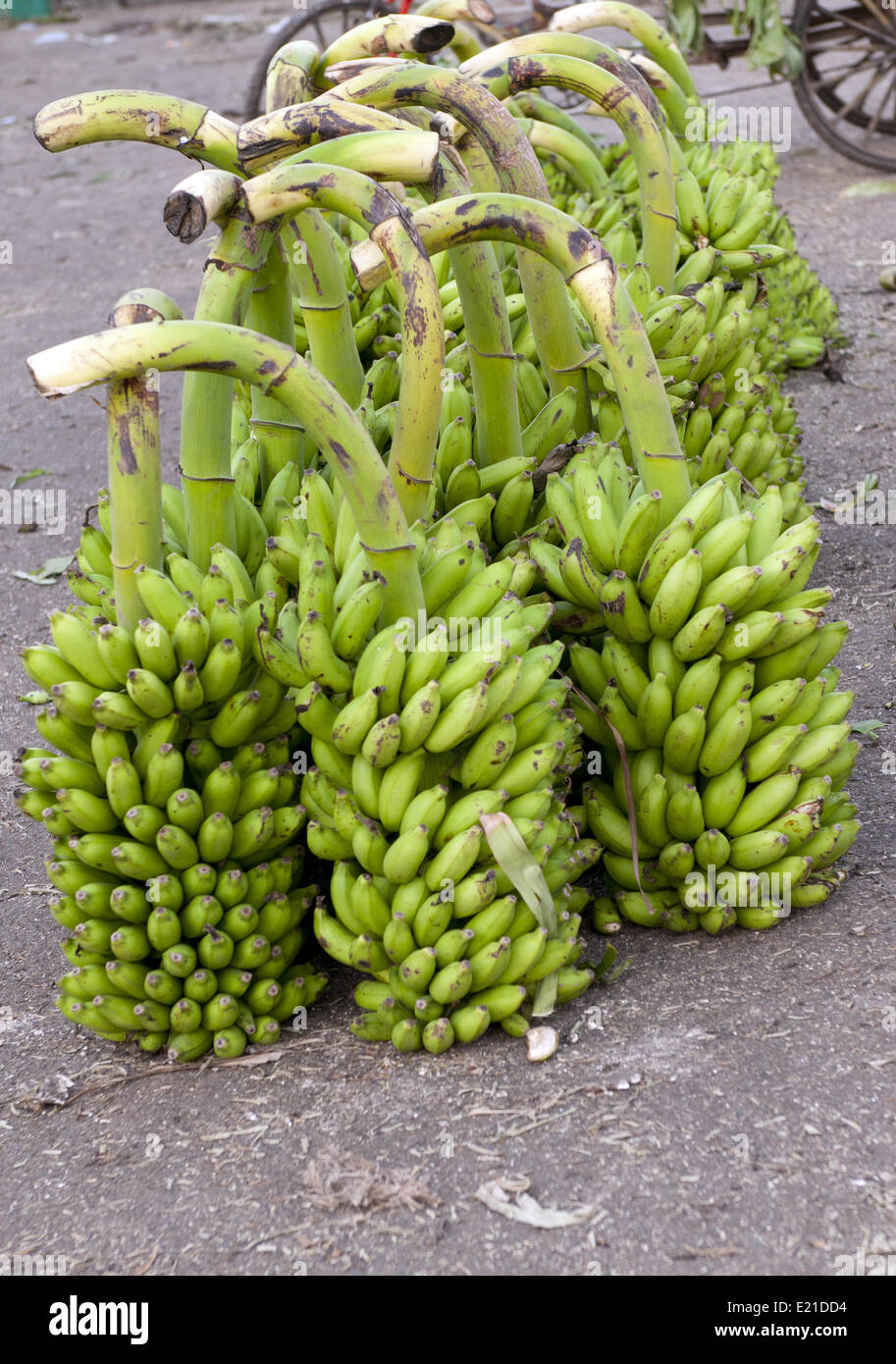 Line Of Bananas High Resolution Stock Photography and Images - Alamy