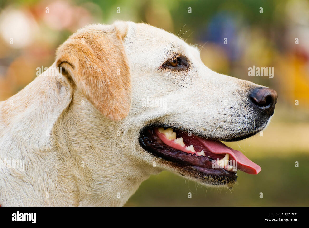 Labrador outdoor hi-res stock photography and images - Alamy