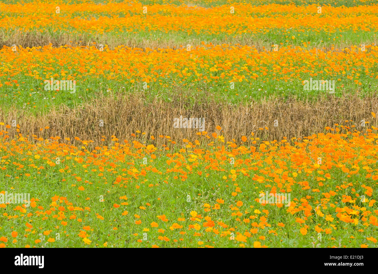 Daisy in the grassland hi-res stock photography and images - Alamy