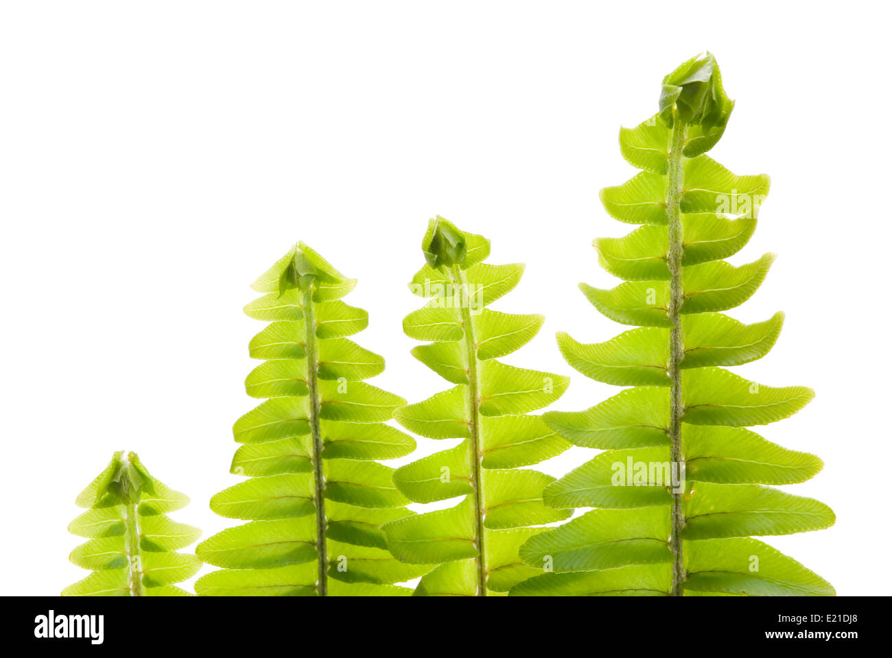 New green vegetation hi-res stock photography and images - Alamy