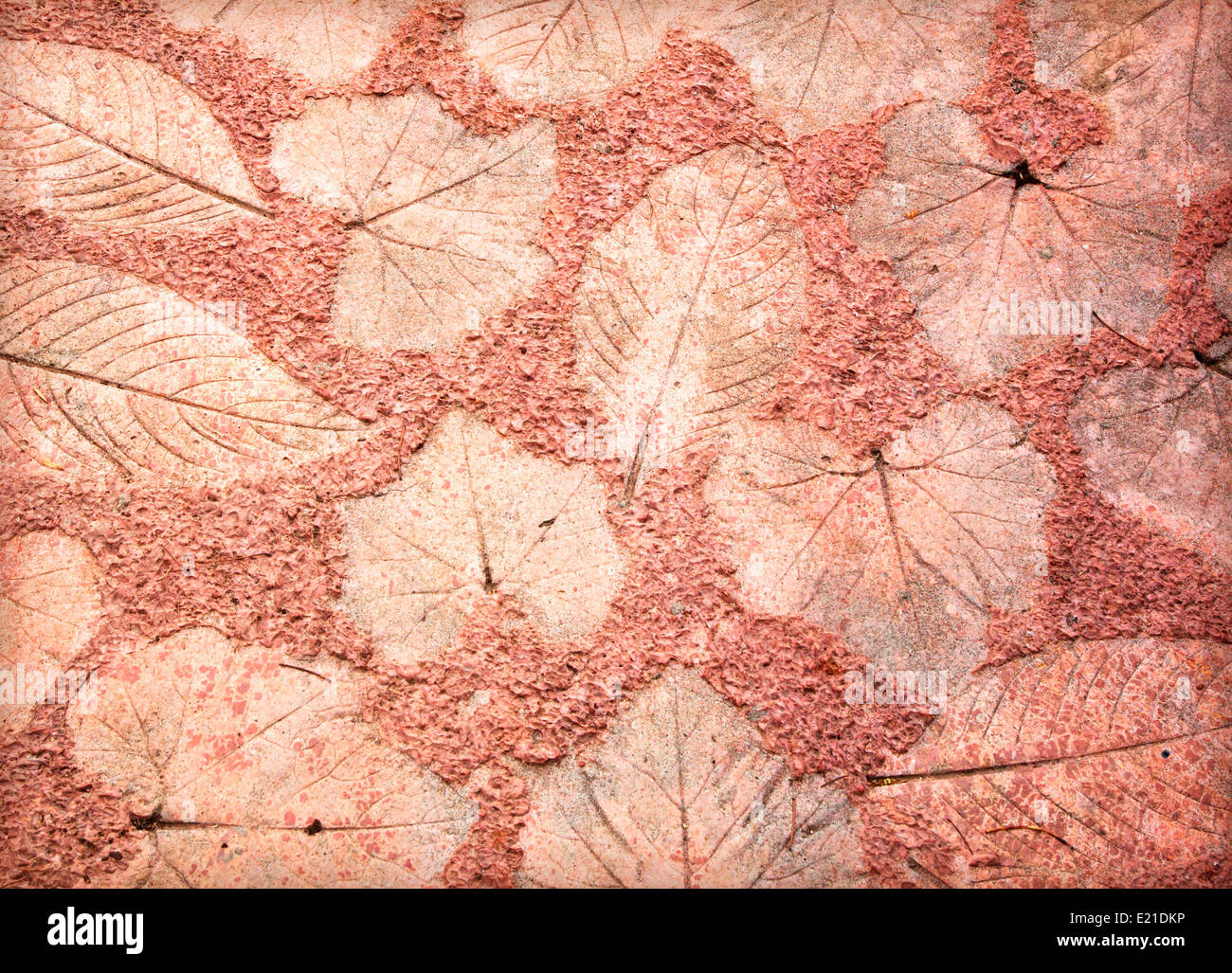 marks of leaf on the concrete pavement Stock Photo - Alamy