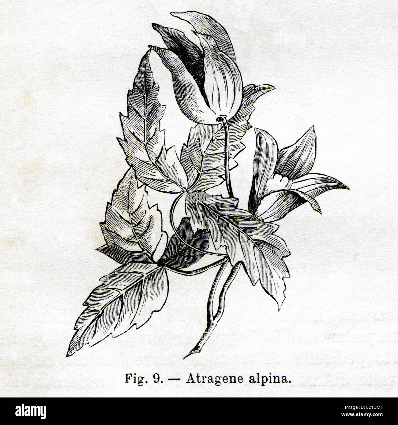 Victorian Flower Illustrations