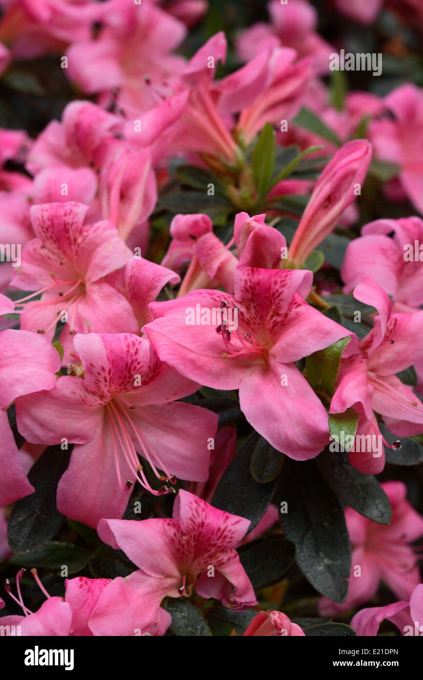 Chinise azalea hi-res stock photography and images - Alamy
