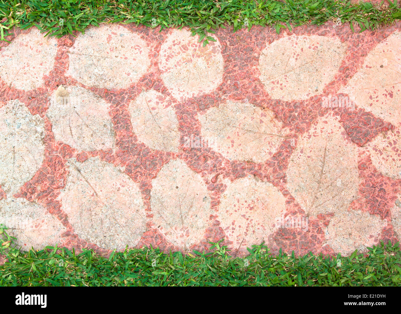 marks of leaf on the concrete pavement Stock Photo - Alamy