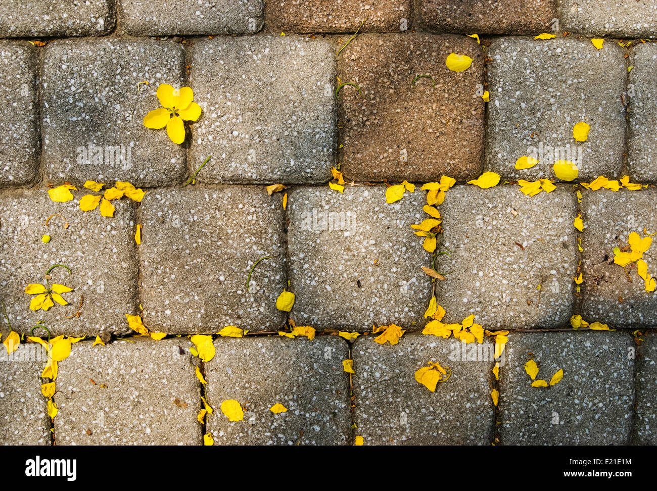 Drop petals hi-res stock photography and images - Alamy