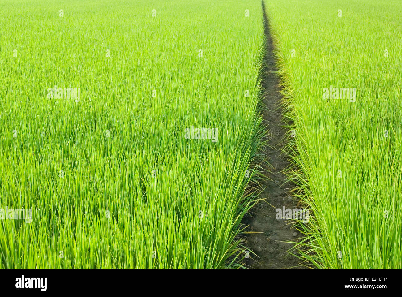 Field path with grain field in spring hi-res stock photography and ...