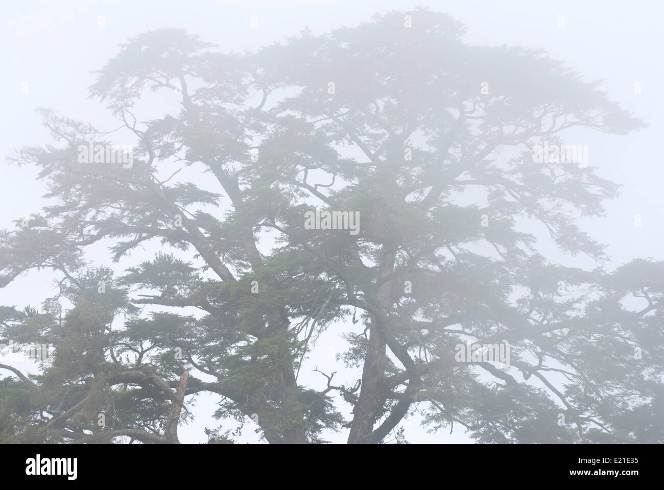 pine tree in the forest with fog Stock Photo - Alamy