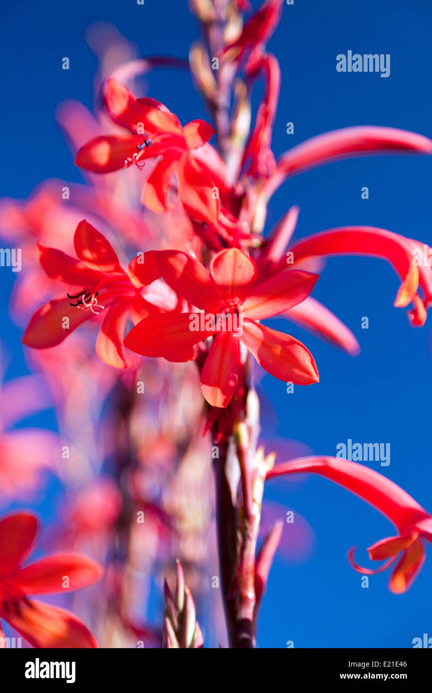 Flower of the kalahari hi-res stock photography and images - Alamy