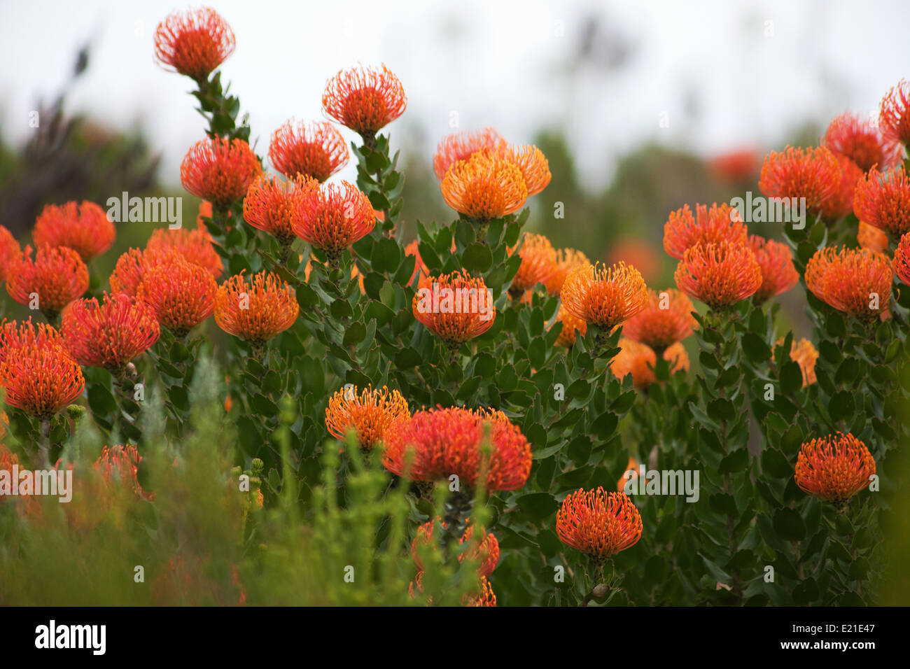 exotic, tropical, red flowers Stock Photo - Alamy