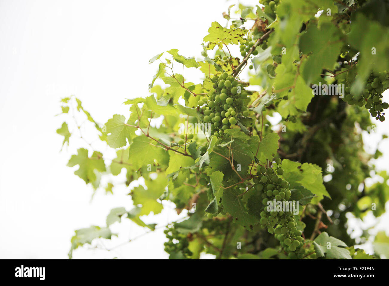 Many wine grapes hanging on a vin Stock Photo - Alamy