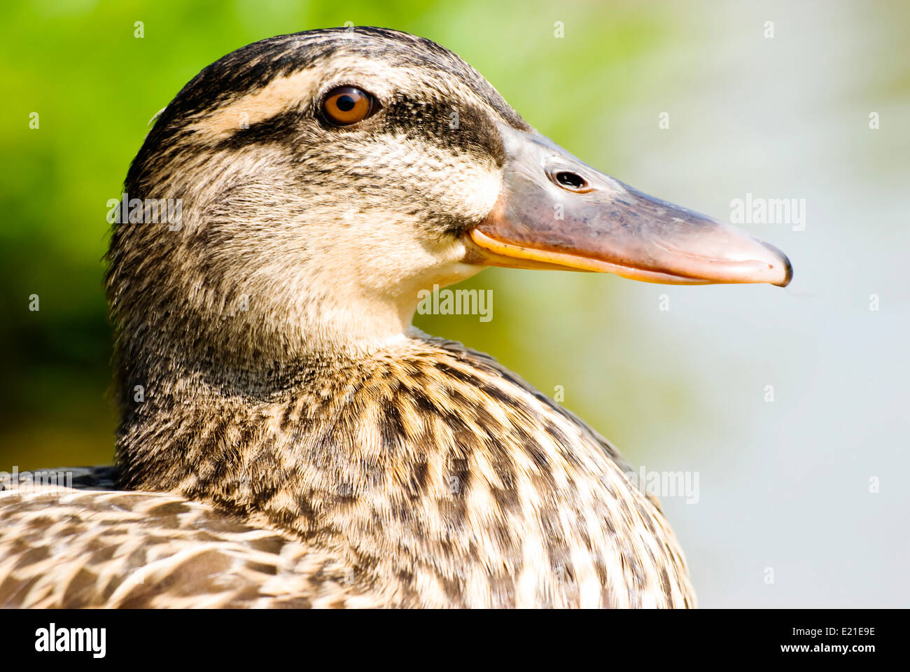 Macro portrait of wild ducks Stock Photo - Alamy