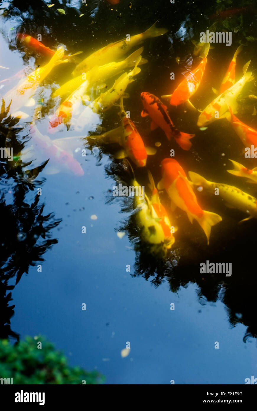 Koi carps swim in stream hi-res stock photography and images - Alamy