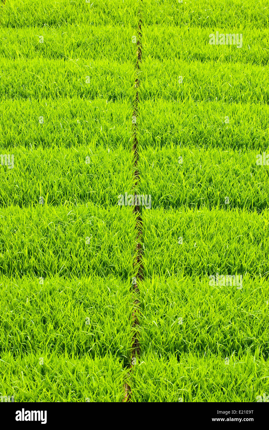 Grassl hi-res stock photography and images - Alamy