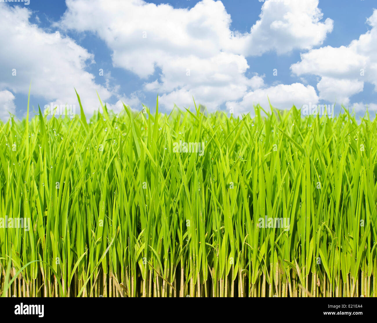 Growing fresh grass Stock Photo - Alamy