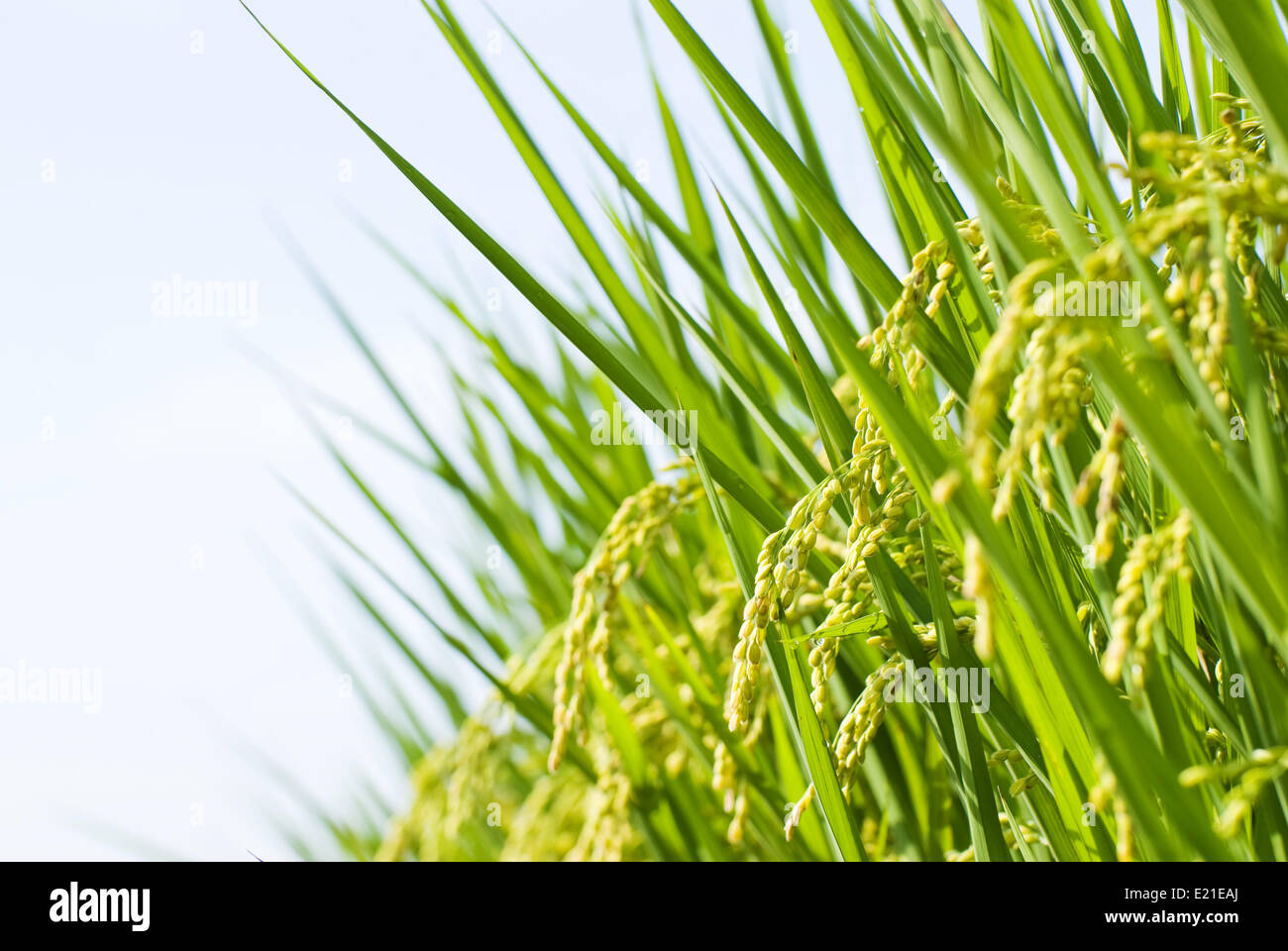 Rice harvest, paddy rice farm Stock Photo - Alamy