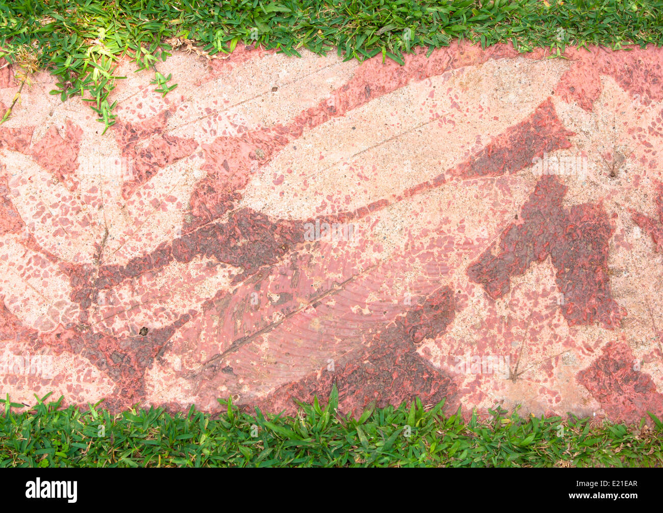 marks of leaf on the concrete pavement Stock Photo - Alamy