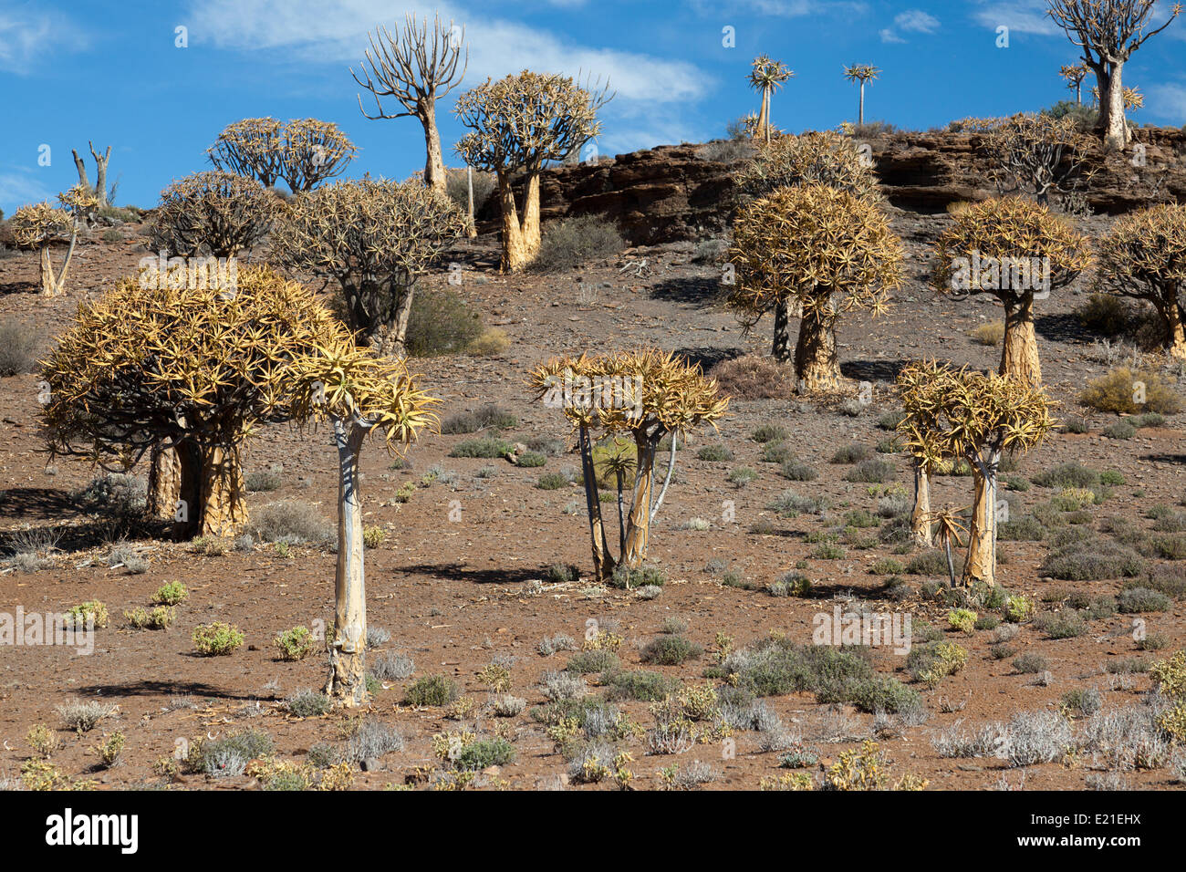 Many trees hi-res stock photography and images - Alamy