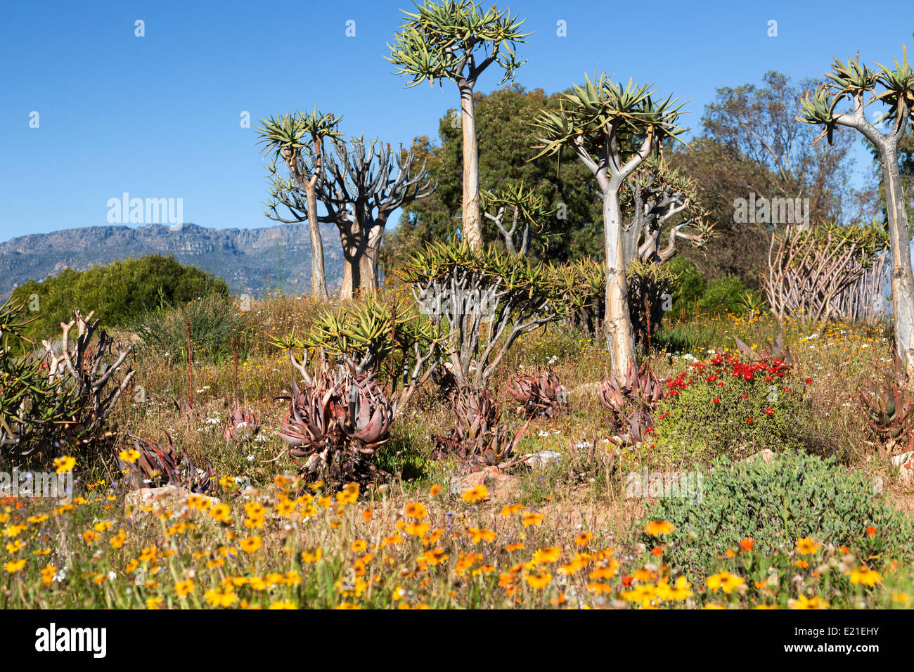Flourishing landscape hi-res stock photography and images - Alamy